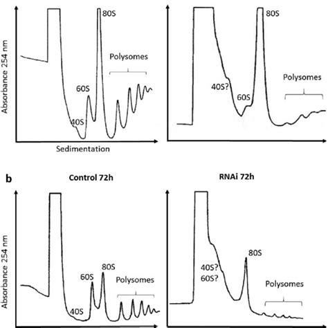 Polysomal Profile Analysis Cell Extracts Were Submitted To Velocity