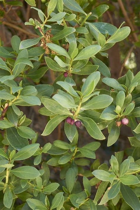 Myoporum Laetum Ngaio Tree Native To New Zealand And Considered