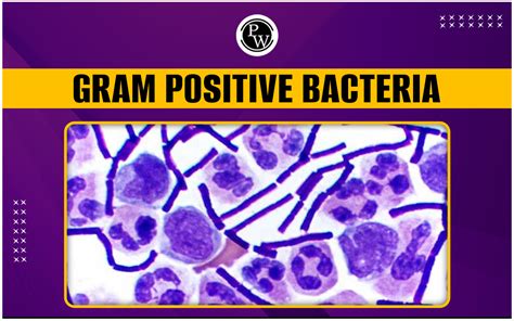 Gram Positive Bacteria Introduction Characteristics Benefits