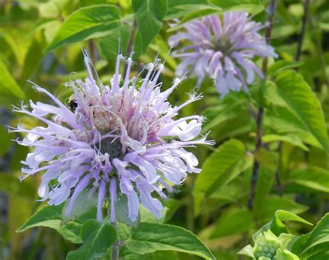 Bee Balm Colors