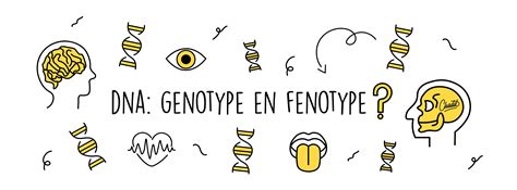 Dna Wat Zijn Je Genotype En Fenotype Mr Chadd Academy
