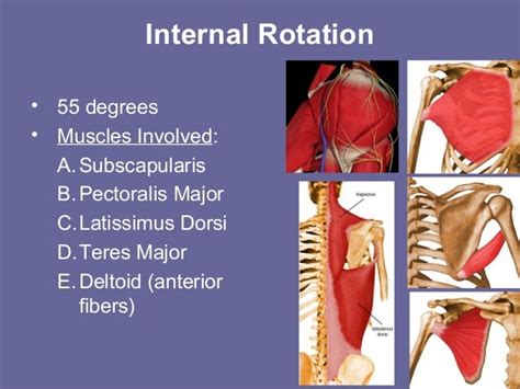 Shoulder Anatomy