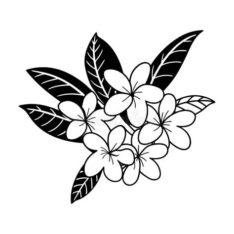 Plumeria Flower Clipart Black And White