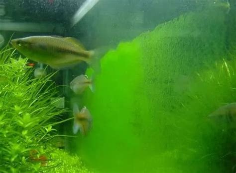 Algae Control Green Dust Algae Gda