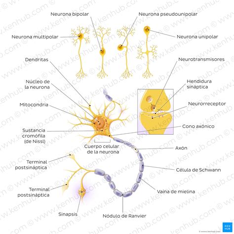 Tipos De Neuronas Motoras Sensoriales