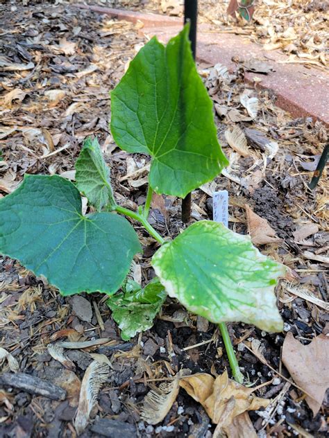 Cucumber Leaf Insights Rgardening