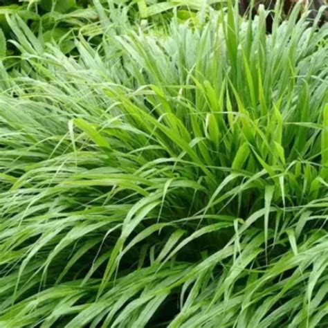 Japanese Forest Ornamental Grasses Hakonechloa Macra