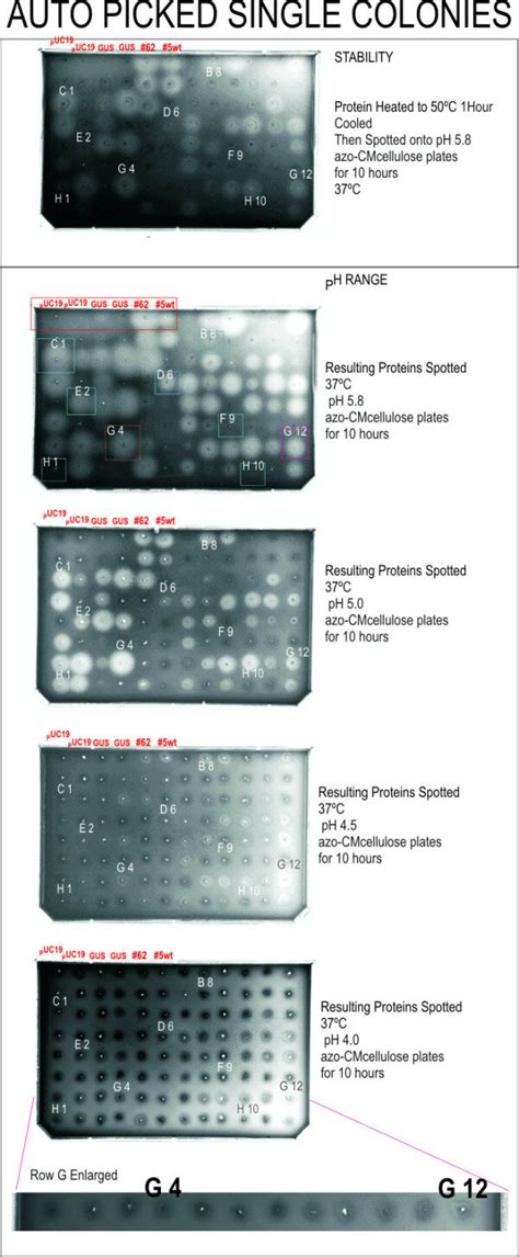 Azo Cmc Plate Analysis Of Expressed Protein From Robotically Picked