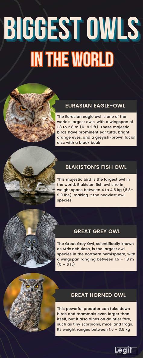 What Is The Biggest Owl In The World Top 10 Largest Breeds To Ever