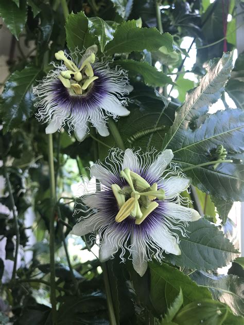 Passion Fruit Plant How To Grow Harvest Eat And Control Maypop