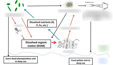 Microbial Loop Pt 1 Diagram Quizlet