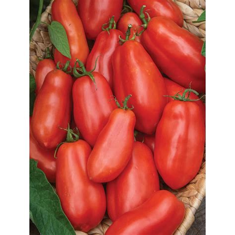 Burpee Tomato San Marzano Seed Pack 69625 Goods Store Online