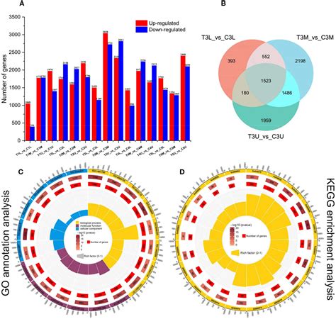Frontiers Dynamic Cytological And Transcriptomic Analyses Provide Novel Insights Into The