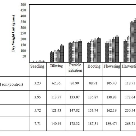 Tillering Capacities During Rice Tillering Stage 45 Days Of Yellow