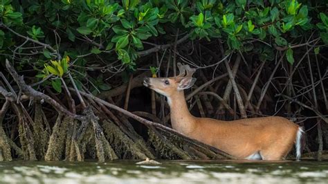 8 Refugios De Vida Silvestre En Florida Que Resaltan La Biodiversidad Y Esfuerzos De