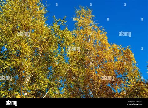 Fall Season Yellow Birch Tree Nature Background High Quality Photo