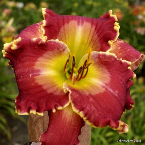 The Sweetest Candy Vyšniauskų Gėlės