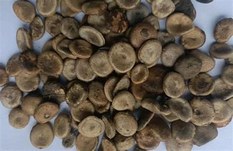 Brown Dry Kuchala Seed Packaging Type Loose At ₹ 150 Kg In Gandhidham