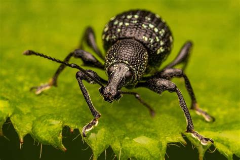 Does Vine Weevil Attack Roses