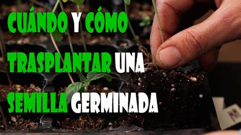 ¿cuánto Tarda En Salir De La Tierra Una Semilla Germinada Descubre El