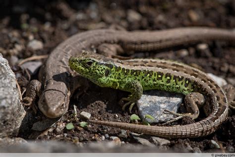 Eidechsen Arten 7 Heimische Eidechsen In Deutschland Gartenratde
