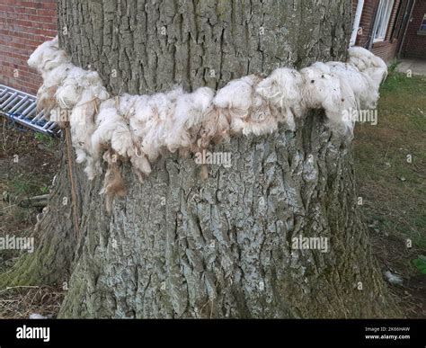 Oak Processionary Moth Thaumetopoea Processionea Wreath Of Sheeps