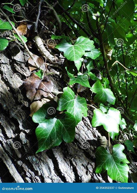 Ivy On Slanted Tree Stock Image Image Of Trees Nature 254352237