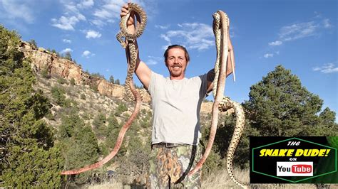 Coachwhip Snake Venomous Top 10 Snakes America Snake Man Snake Bites
