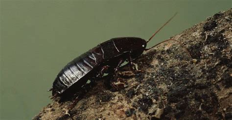 Oriental Cockroach Insect Facts Blatta Orientalis A Z Animals