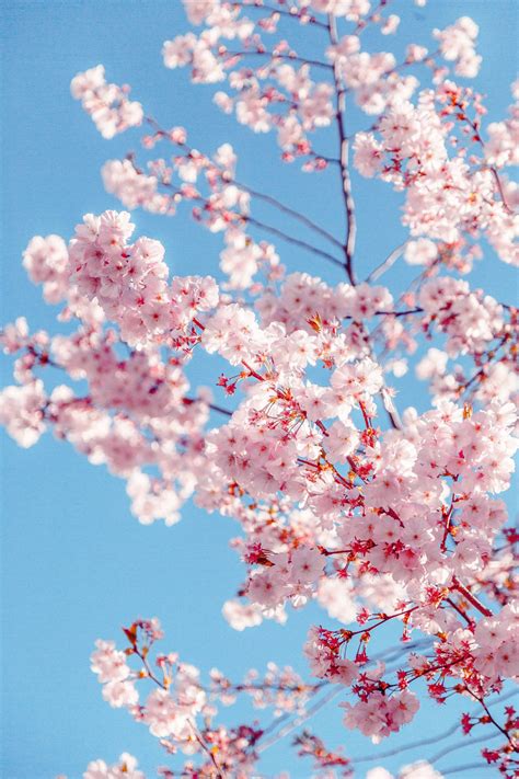 Download Pretty Cherry Blossom Lock Screen Wallpaper