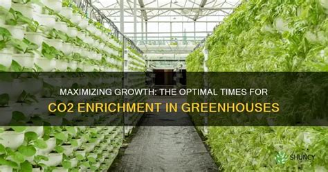 Maximizing Growth The Optimal Times For Co2 Enrichment In Greenhouses