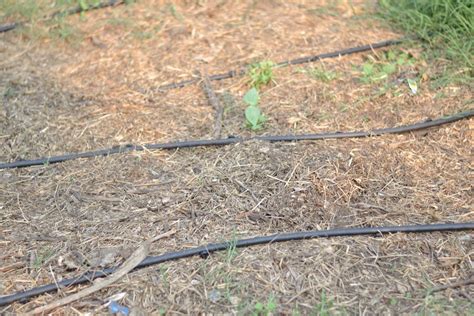Drip Line Irrigation System Everything You Need To Install Your Own The Miller Acres