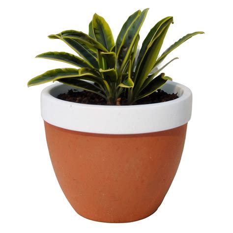 Download Round Plant Pot Png 06122024