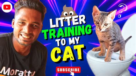 How Long Until Cat Litter Works At Alice Pinard Blog