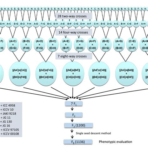 Breeding Scheme Of Magic Population Development Download Scientific