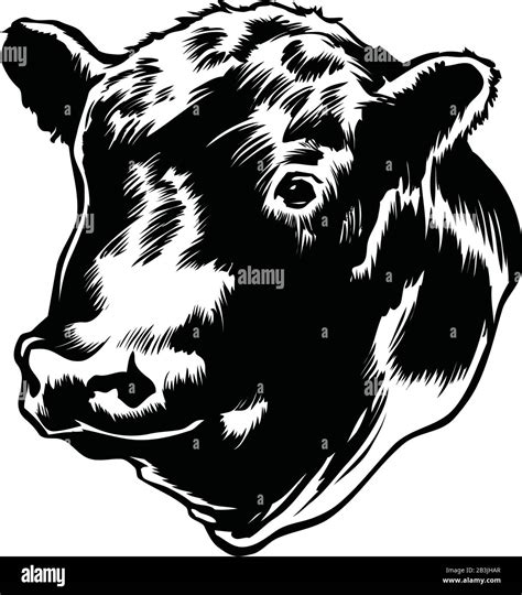 Bull Head Vector Illustration Stock Vector Image And Art Alamy