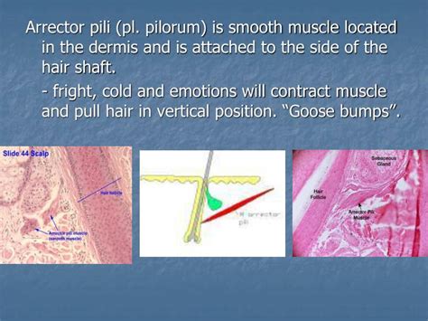 Ppt Integumentary System Powerpoint Presentation Id 1039252