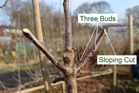Easy Apple Tree Pruning Videos Duzns
