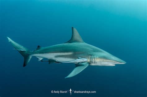 Blacktip Shark Carcharhinus Limbatus