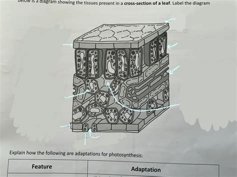 Photosynthesis Gcse Biology Flashcards Quizlet