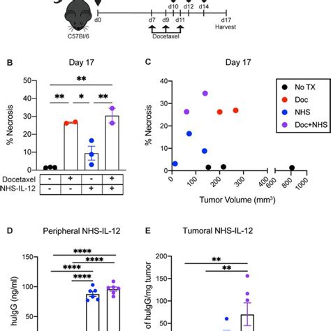 Docetaxel Induced Necrosis Increases Nhs Il 12 Retention In The Tumor Download Scientific