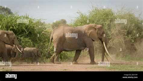 Why Are Elephants Matriarchal At Christina Gonzales Blog
