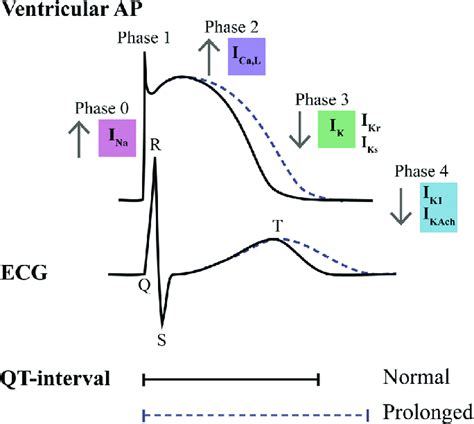 Ventricular Action Potential Ventricular Action Potential Phases Tpglsn