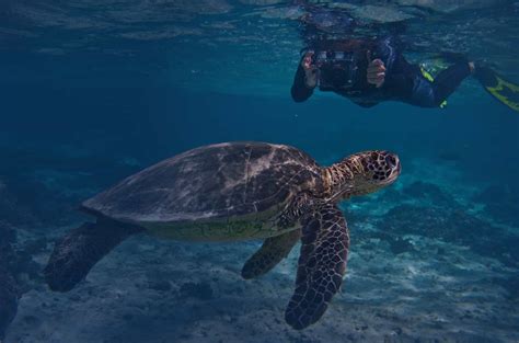 Sea Turtle Conservation Program Oceanic Society