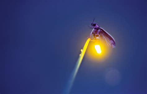 Photographing Fireflies Essence Of A Summer Night Iowa Source