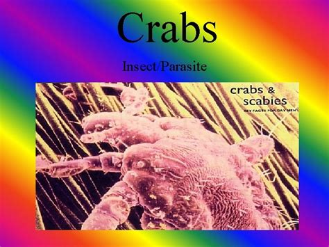 Sexually Transmitted Infections Crabs Insectparasite