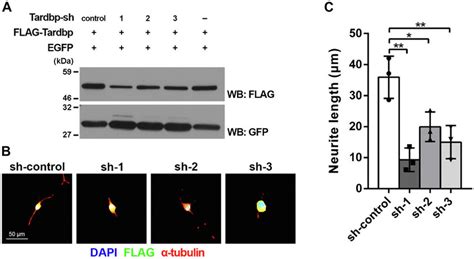 Roles Of Tardbp On Neurite Extension In Cultured Neuronal Cells A