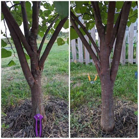 Live Oak Pruning Raustin