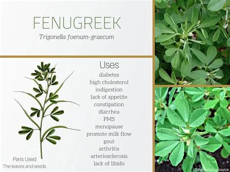 Fenugreek Benefits Artofit