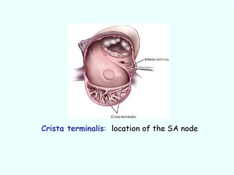 Topic 2 The Heart Ppt Download